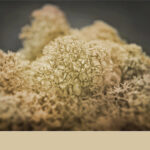 HYDRA - Materials inc